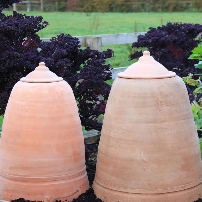 Terracotta Rhubarb Forcer – Preston Bissett