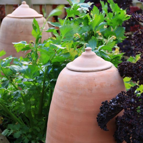 Terracotta Rhubarb Forcer – Preston Bissett